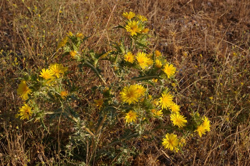 Flora Belalcazarensis: Nuestras especies de cardillos