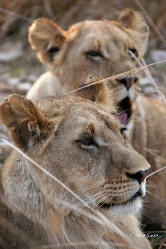 Feline Meanderings: Zambia, Lion Walk 2009