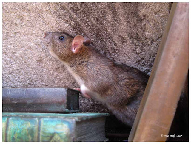 Sydney Meanderings: October 2010