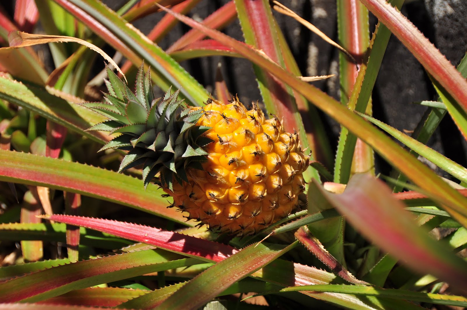 Planète Vacances: L'ananas du jardin