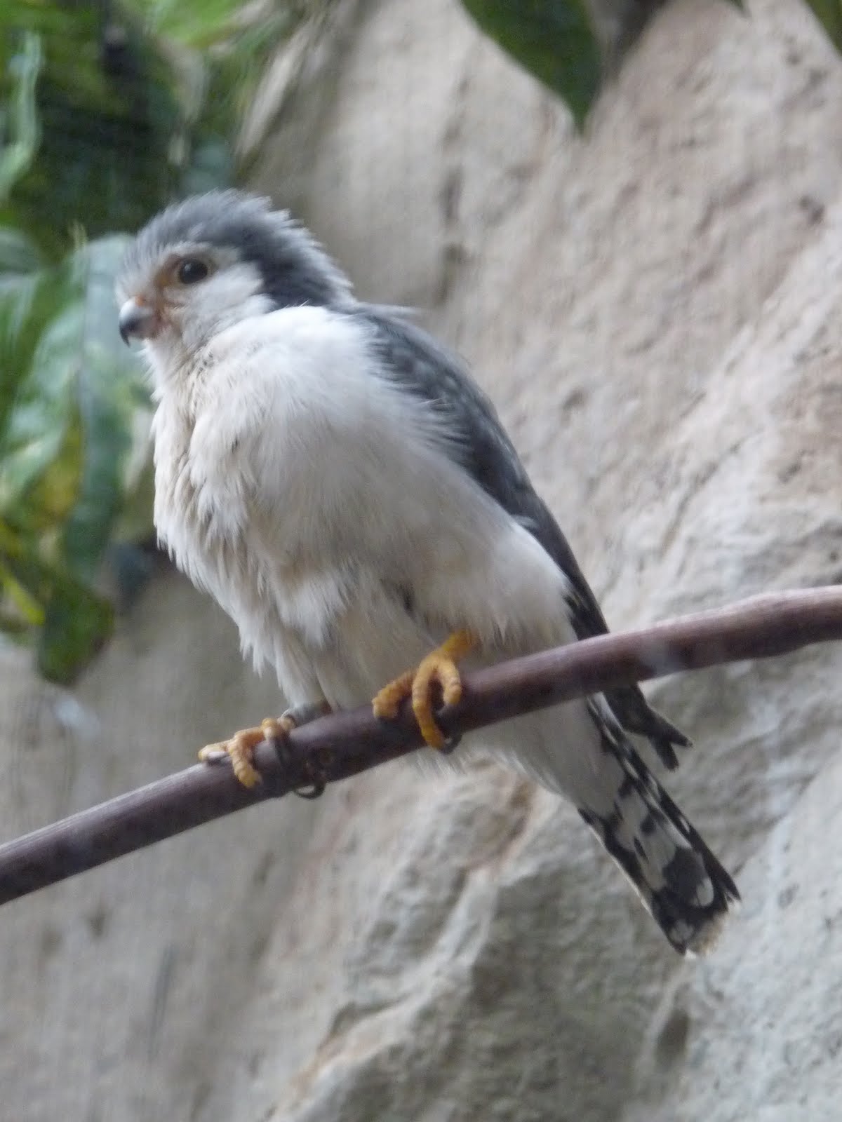 The Fledgling Birder