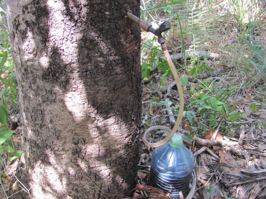 Seiva de Jatobá: Seiva do Jatobá