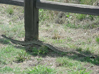 the common milkweed: Current Theme: Snakes