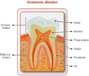 CABINET STOMATOLOGIC, Dristor, Bucuresti, Sector 3: Anatomia dintelui