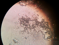 Terra, Universo de Vida: Relatório de Observação - Reprodução Sexuada e ...