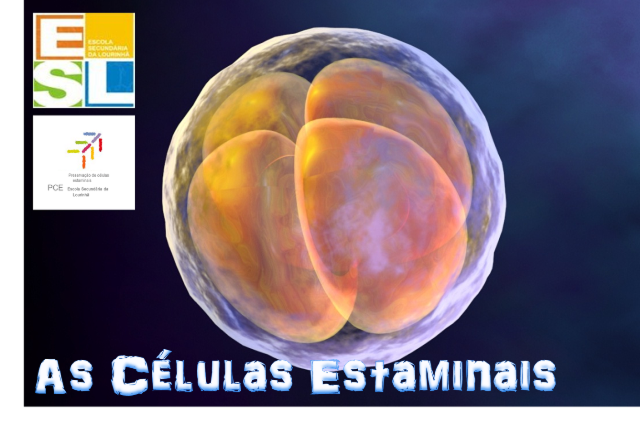 As células Estaminais: 3. Importância Das Células Estaminais