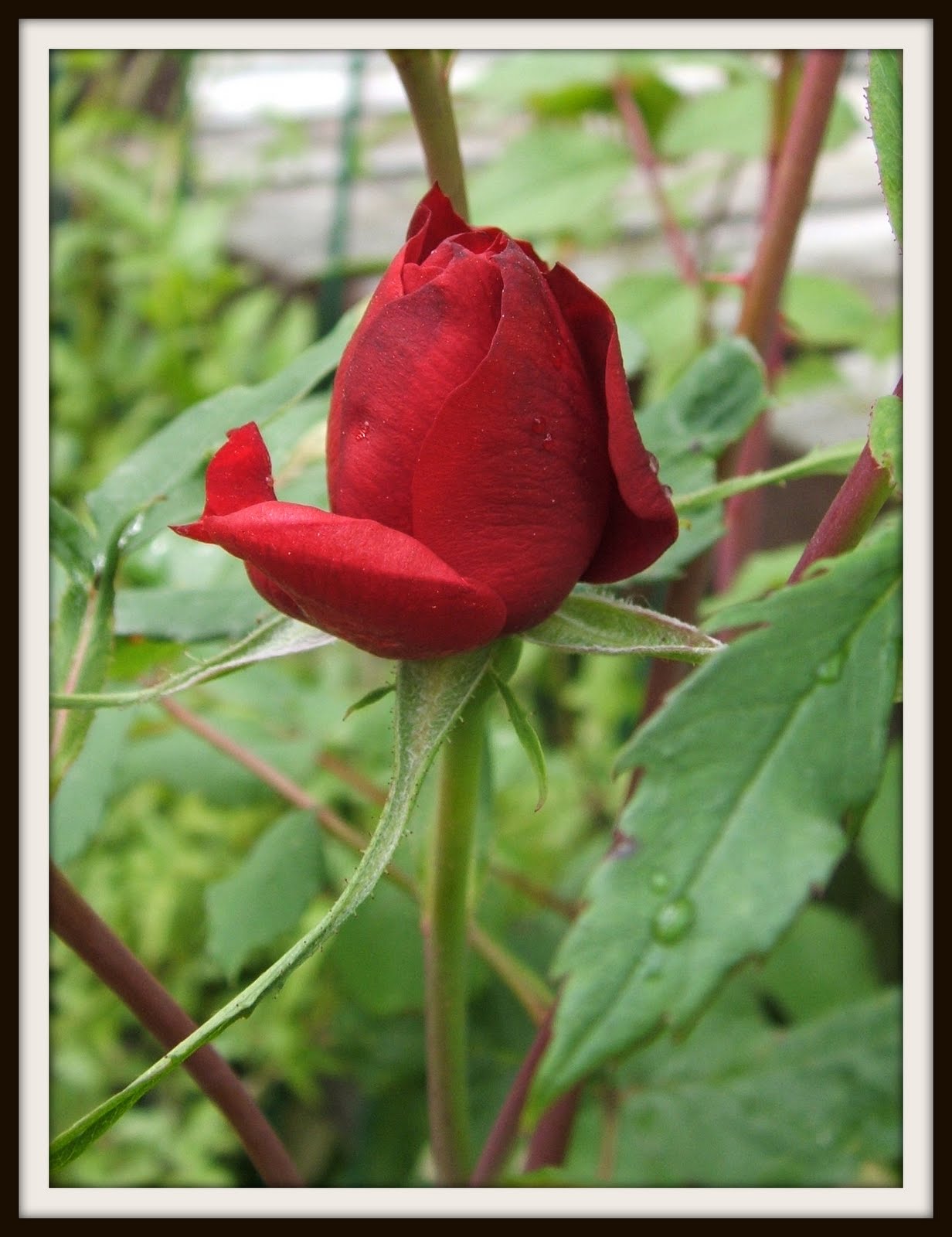 Spare Moments: Morden Roses