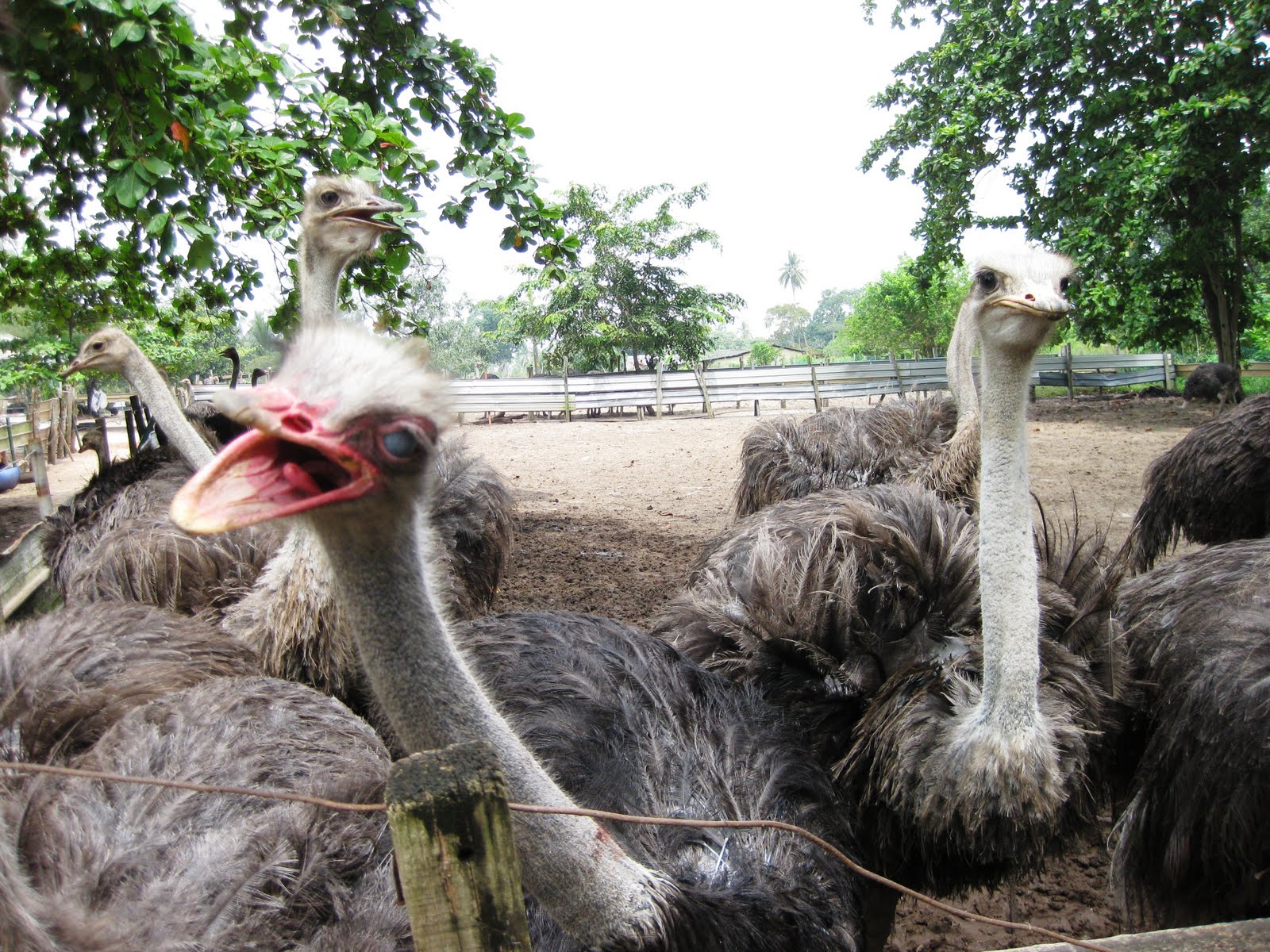 When life isn't what you have expected...: Fun day @Ostrich Farm, Desaru