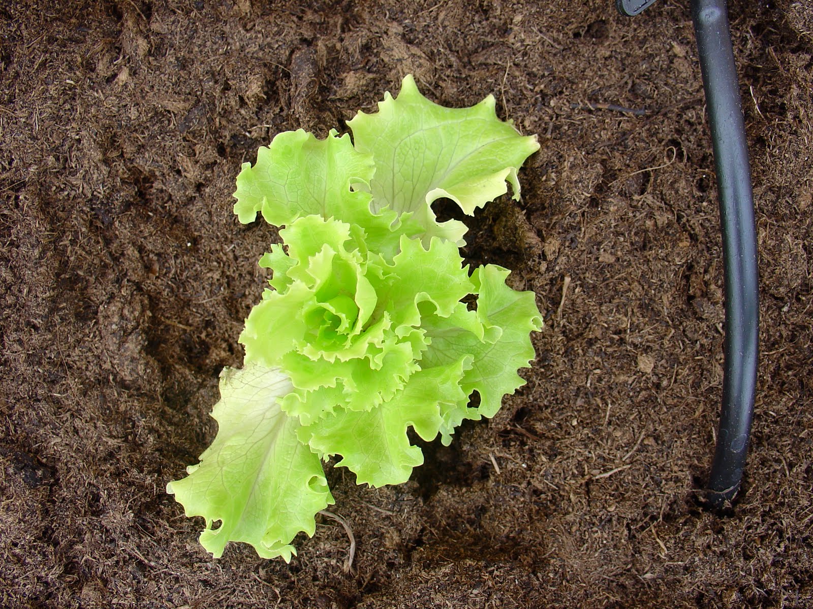 Mi Querido Huerto Urbano: Planteros