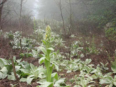 Country Captures: The Common Mullen Cont.