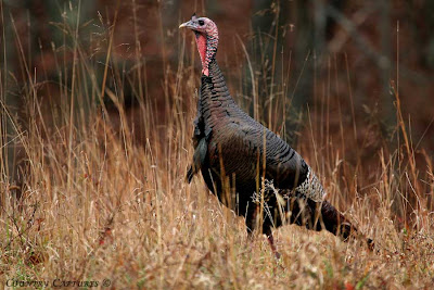 Country Captures: Turkey for Thanksgiving