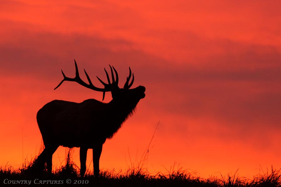 Country Captures: A Magical Evening