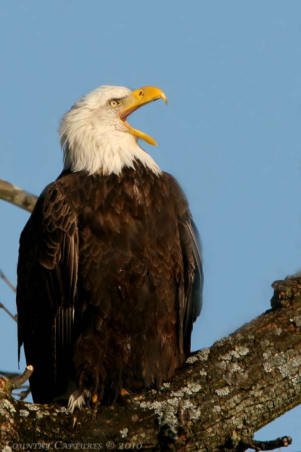 Country Captures: 2010 A Year in Pictures