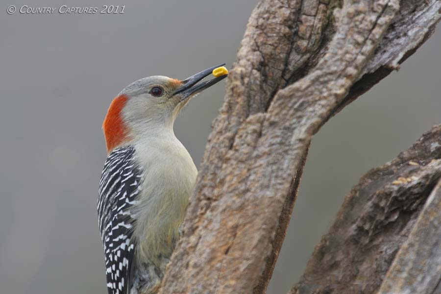 Country Captures: Blue Jay & Woodpecker
