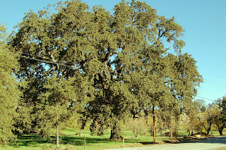 How to Hatch a Tree - Nature Moms