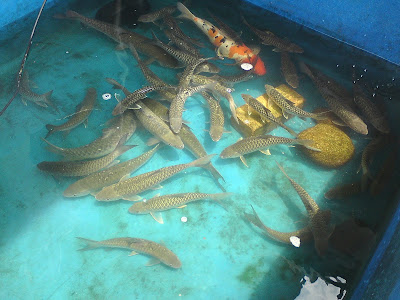 Malaysian Mahseer or Kelah: Senarai harga bg ikan Kelah Merah Malaysia