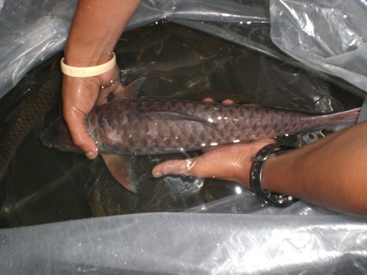 Malaysian Mahseer or Kelah: Senarai baru bagi harga ikan kelah merah ...
