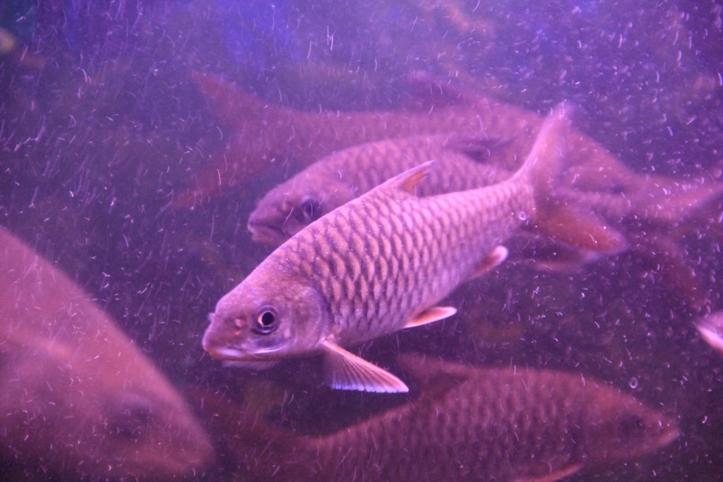 Malaysian Mahseer or Kelah: kelah merah kelantan yg bersaiz 2kaki ...