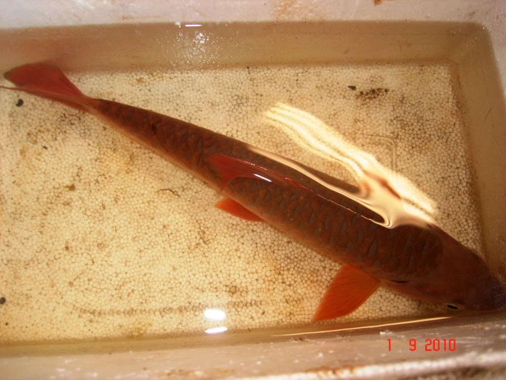 Malaysian Mahseer or Kelah