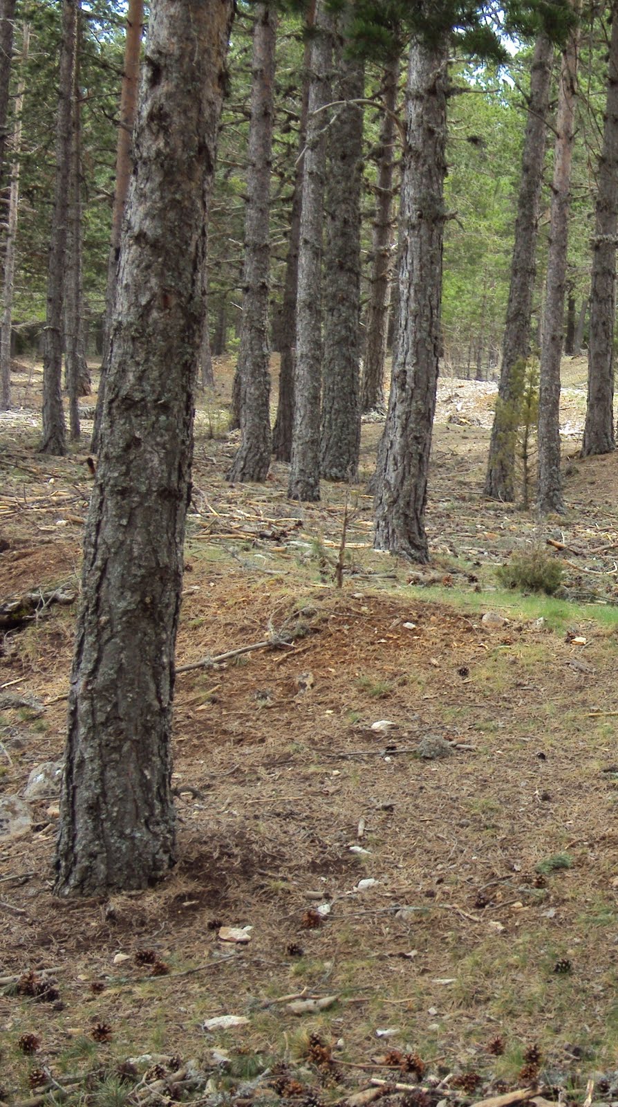 Rico rico y con fundamento: Colmenillas (Morchella vulgaris; también ...