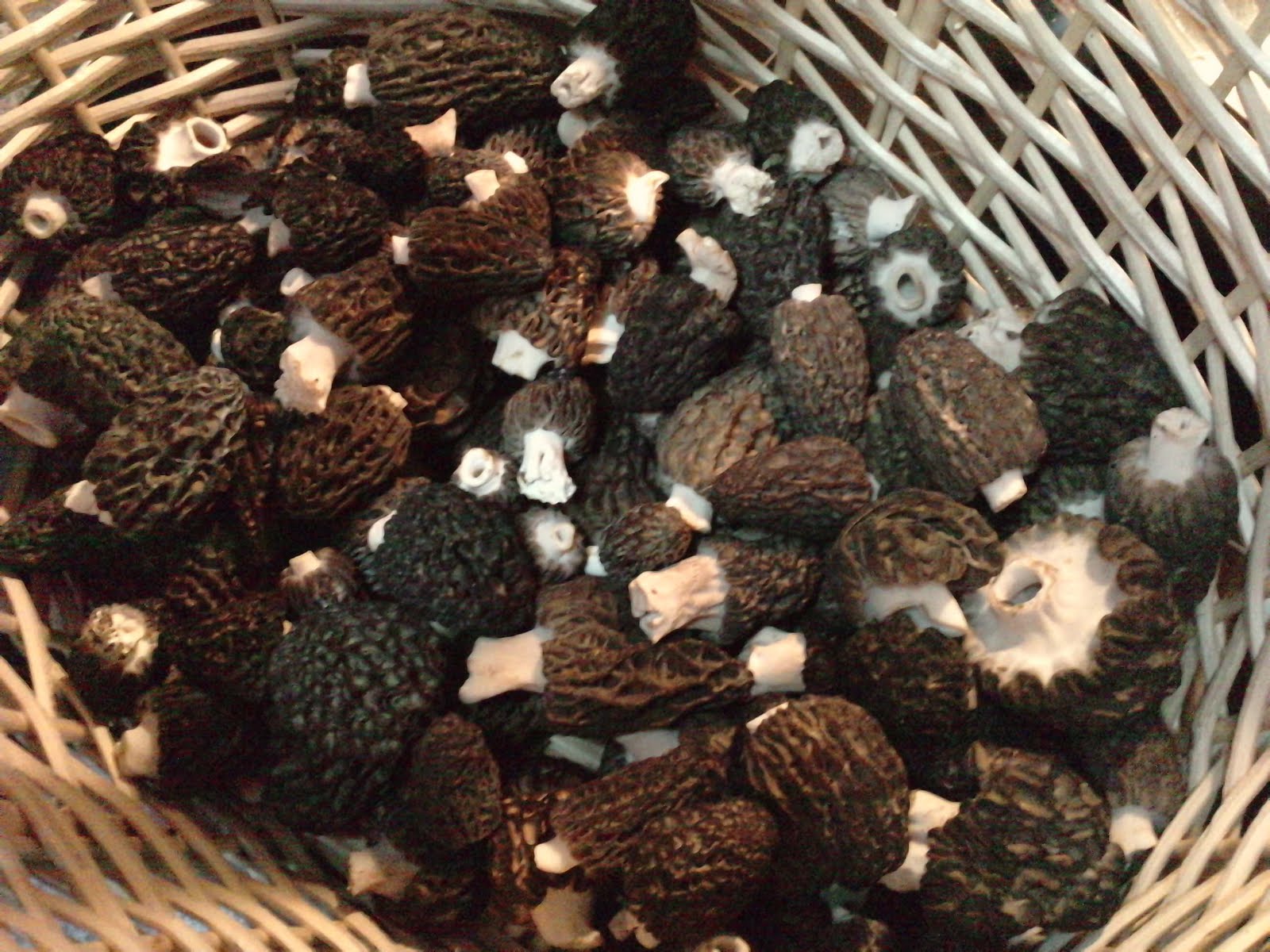 Rico rico y con fundamento: Colmenillas (Morchella vulgaris; también ...