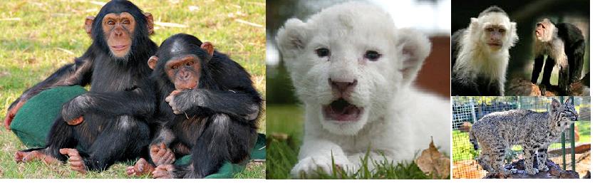 Where to go - Dinokeng: Mystic Monkeys & Feathers Wildlife Park - Rust ...