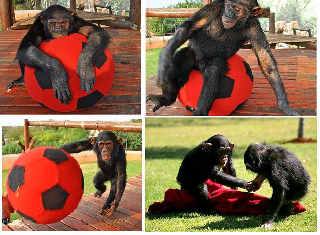 Where to go - Dinokeng: Mystic Monkeys & Feathers Wildlife Park - Rust ...