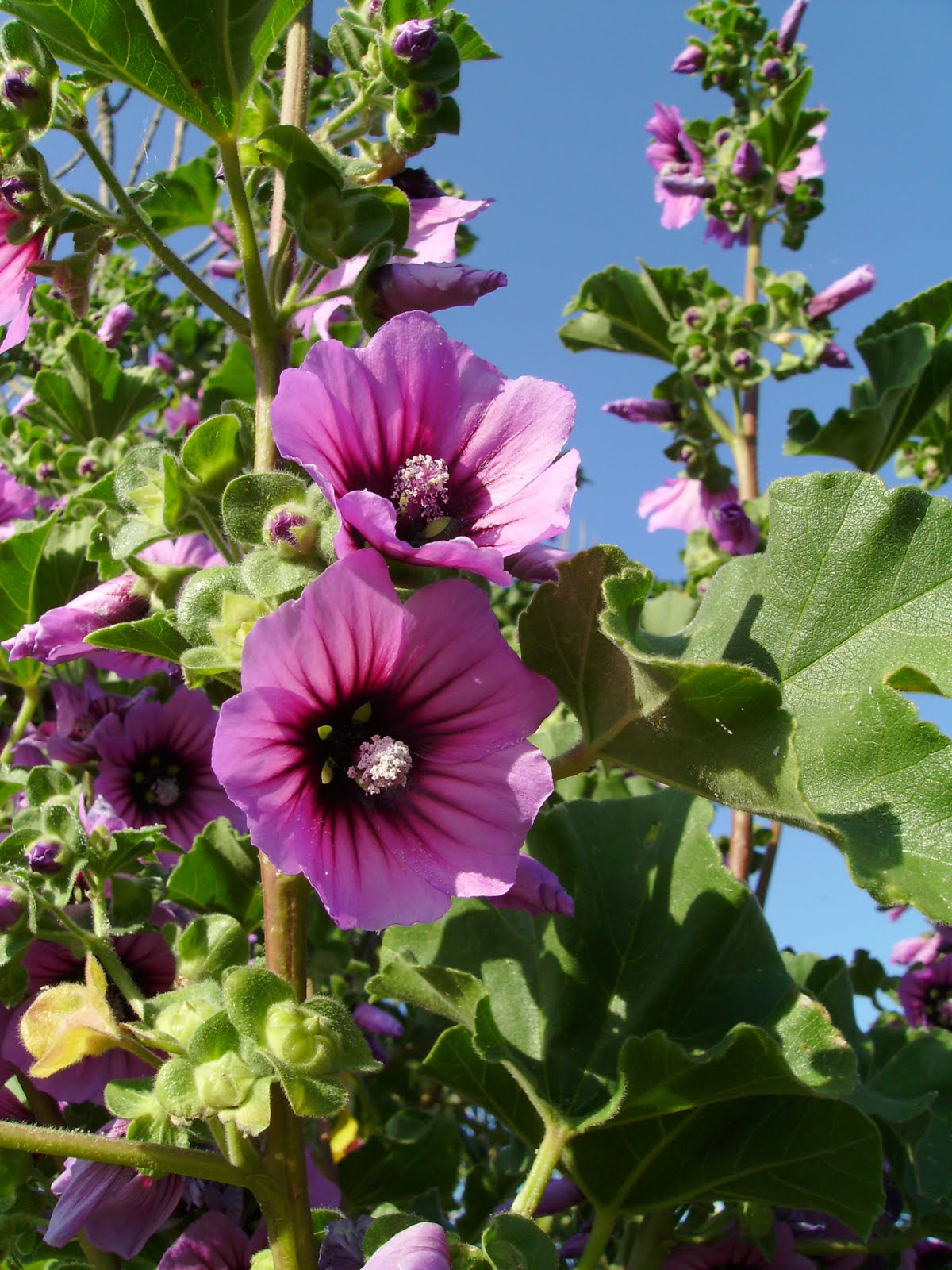 Tree Mallow (Lavatera arborea) - found around the coast of southern ...
