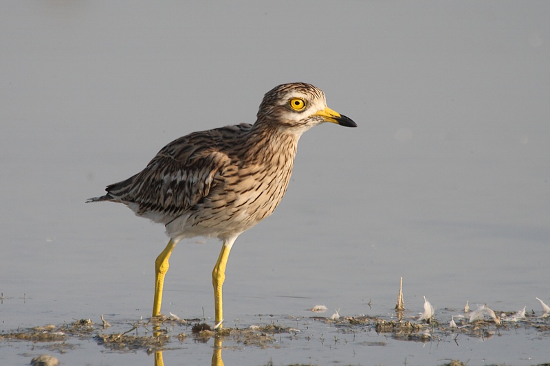Hacienda Riquelme Blog: Identificando nuestras aves (3) / Identifying ...