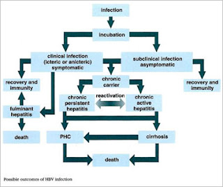 Viral Systemic- Human Hepatitis B Virus: Pathogenesis