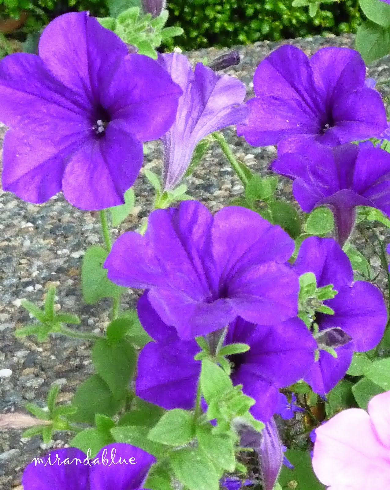 Miranda: LP: Bulaklak [flowers]