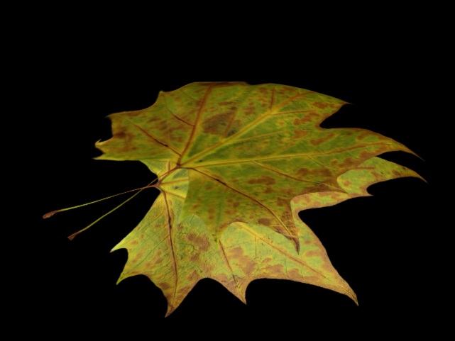 3D Modelling & Animation: Leaf Tutorial