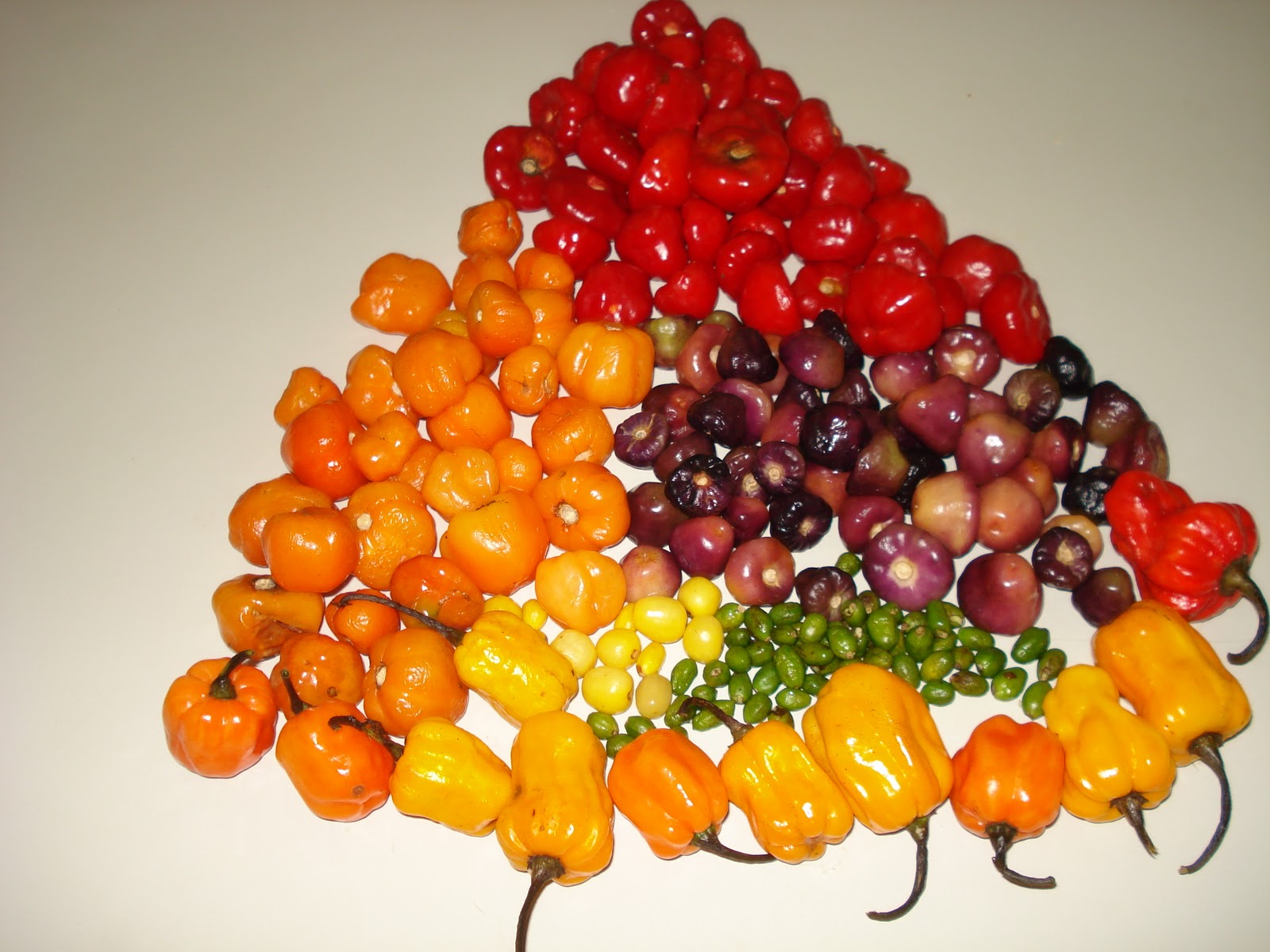 by Vania Siguel: Pimentas, suas cores e sabores!