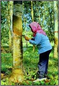 brhectorsgeoworld: C5d-AGRICULTURAL CROPS - CASH CROPS - RUBBER
