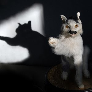 Kitty Stampede: Cat Taxidermy
