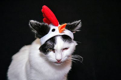 Kitty Stampede: Cats in Costume