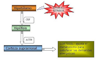 CIENCIAS DE SALUD: FASES DEL ESTRES