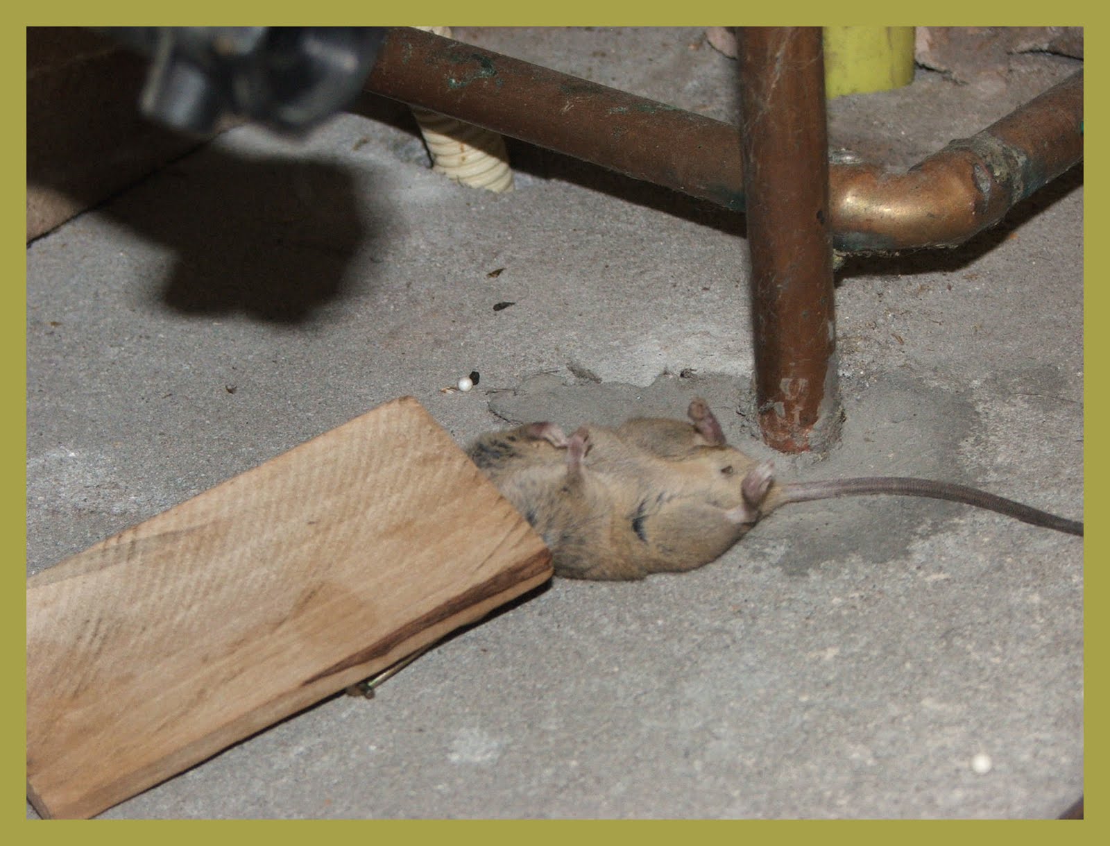 TUSSEN3HAAKJES: DODE MUIS.