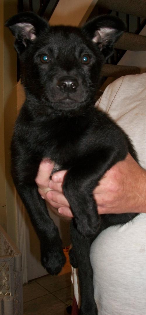 PAWS Rescue of Northern VA: Have you heard of 'Black Dog Syndrome?'