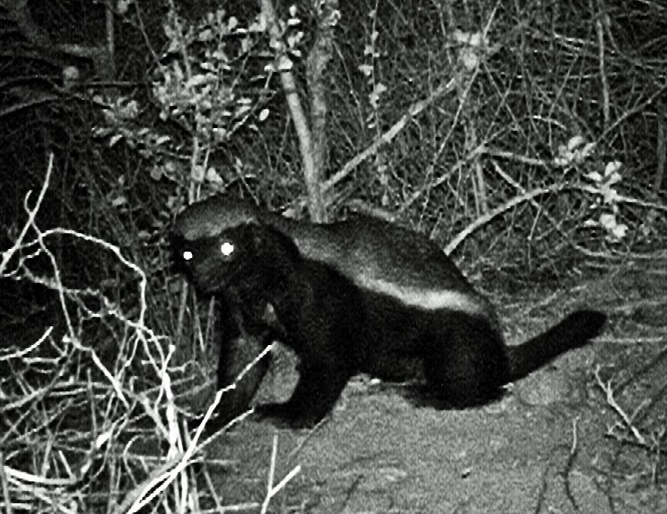 Remote Camera Trap - South Africa: Honey Badger At Tygerberg