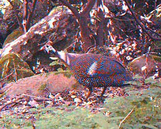 Remote Camera Trap - South Africa: December 2009