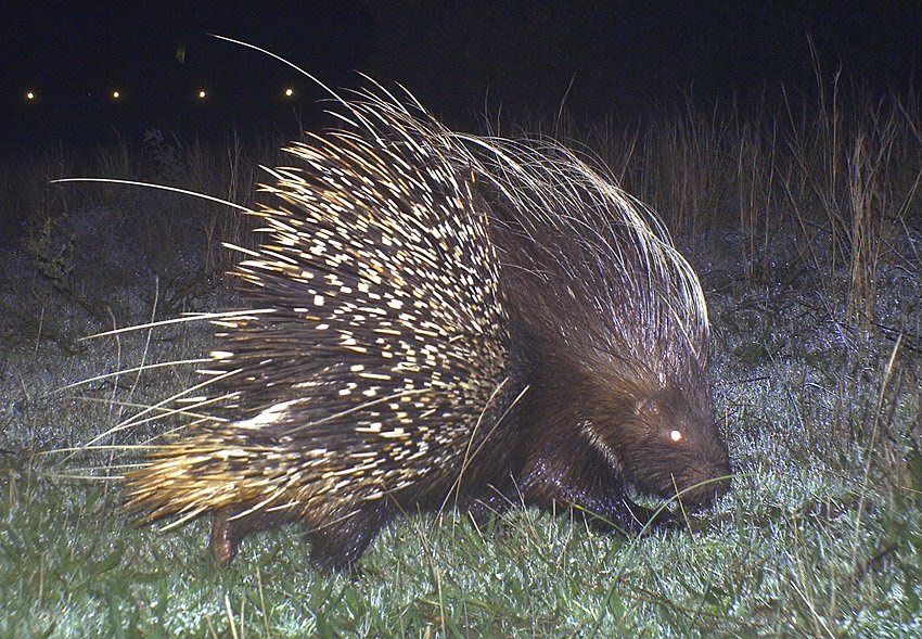 Remote Camera Trap - South Africa: Tygerberg Travelers