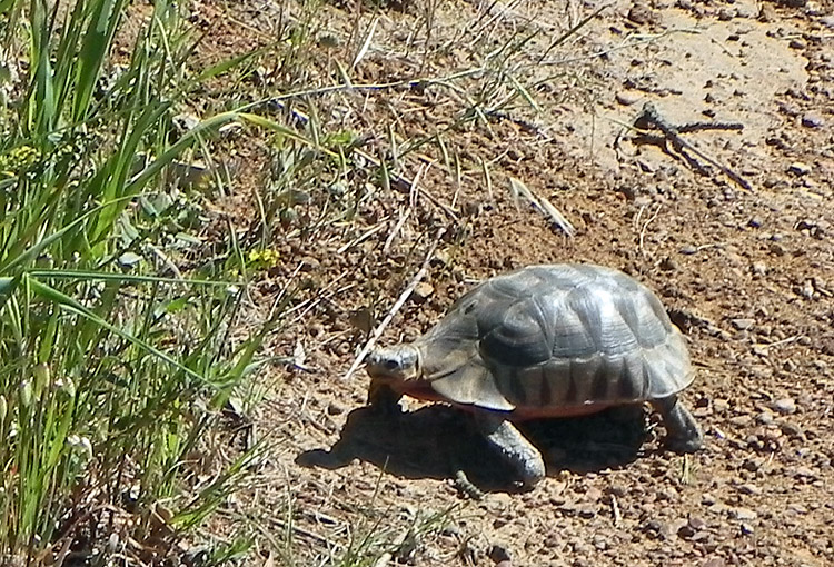 Remote Camera Trap - South Africa: Tortoise Time
