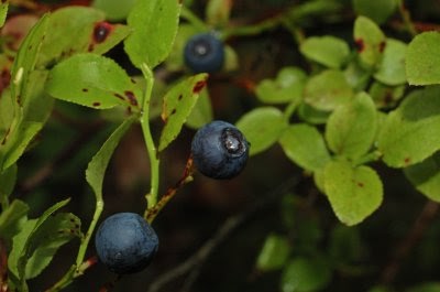 Thyra: Bilberry/ Blueberry/ Blaabær