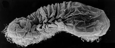 Una vida de fieras: Animales microscópicos: Micrognathozoa