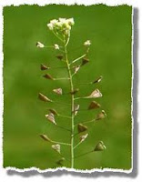 Ljekovite biljke: Rusomača