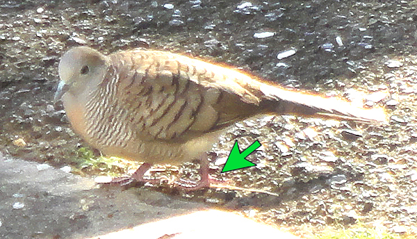 Left Field Wander: Pigeon-Toed