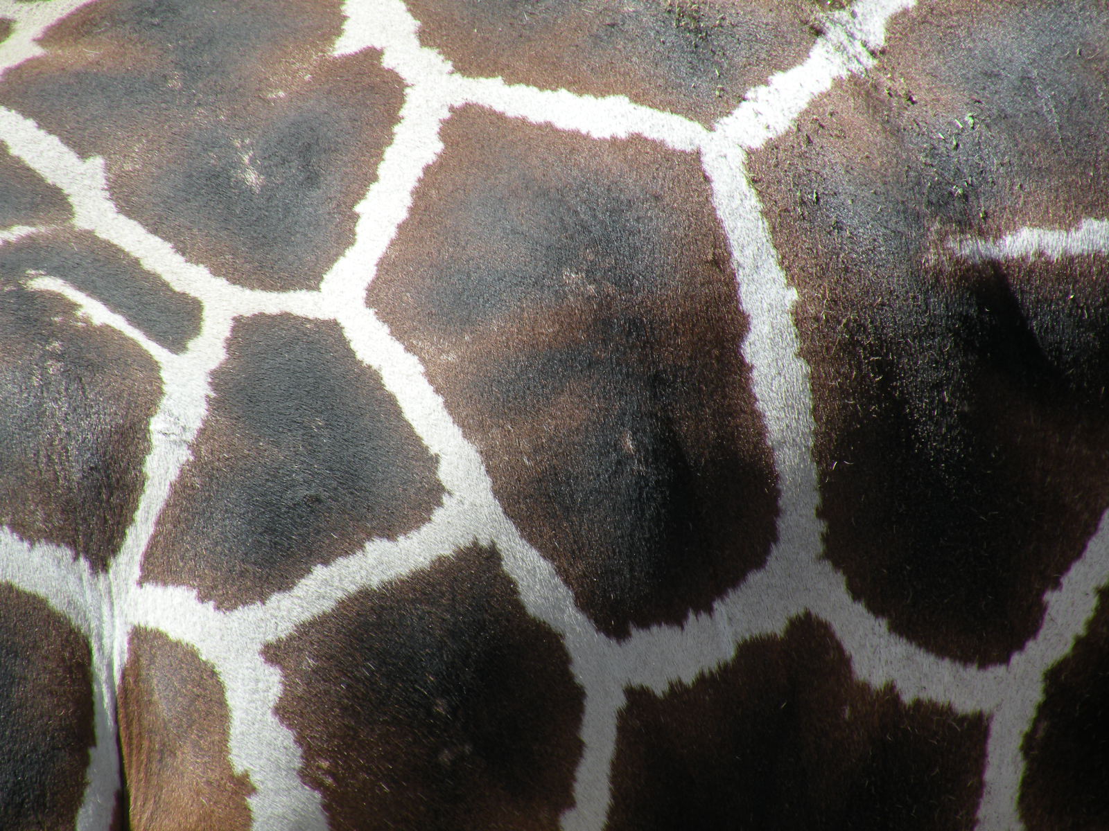 ART FOR LIFE: A SURPRISE day at the ZOO!! YIPPEE!!