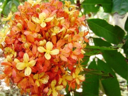 Bhandary's Bio Class: The Real 'Ashoka' Tree