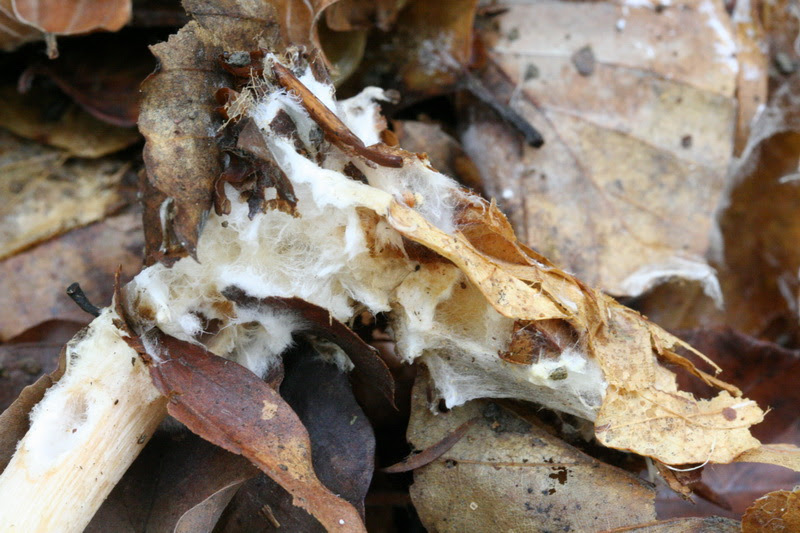 El mundo microscópico de los hongos: Basidiomicetos